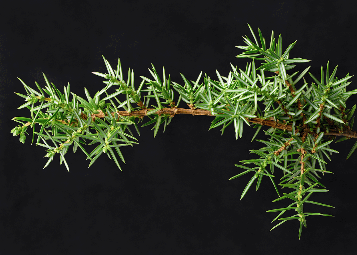 Ardıç Çayı: Faydaları ve Kullanım Rehberi - ZirveTürk